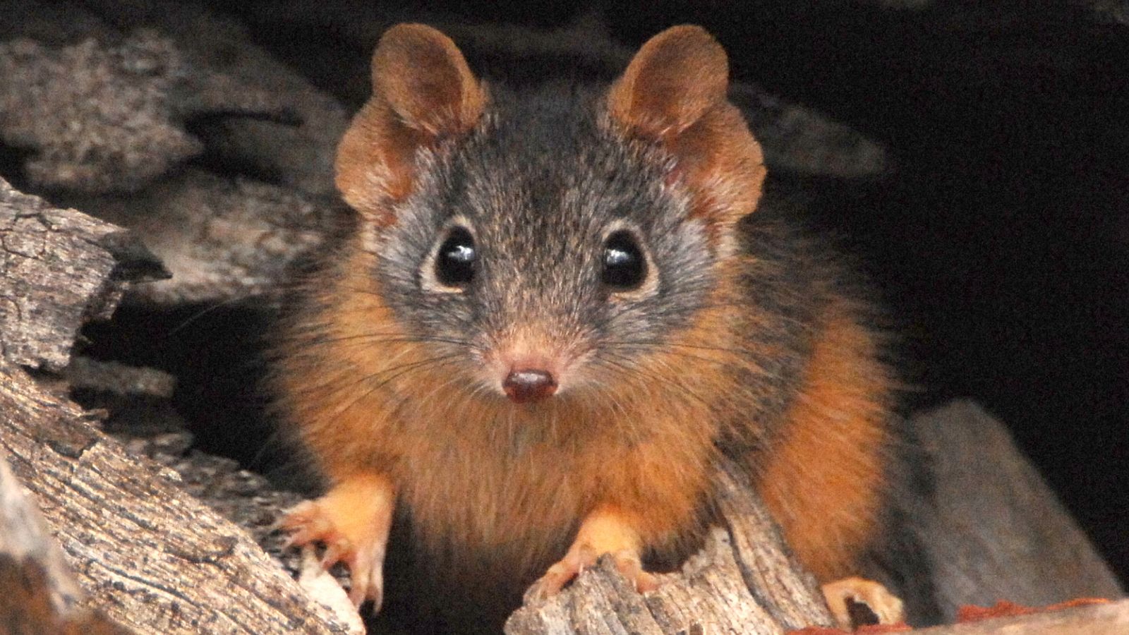 Antechinus: The tiny marsupials where males have sex until they die ...
