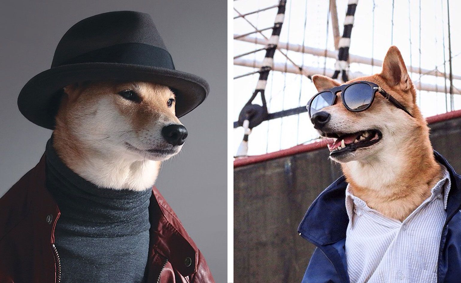 Doggy style: the most stylish dogs of Instagram | Wallpaper