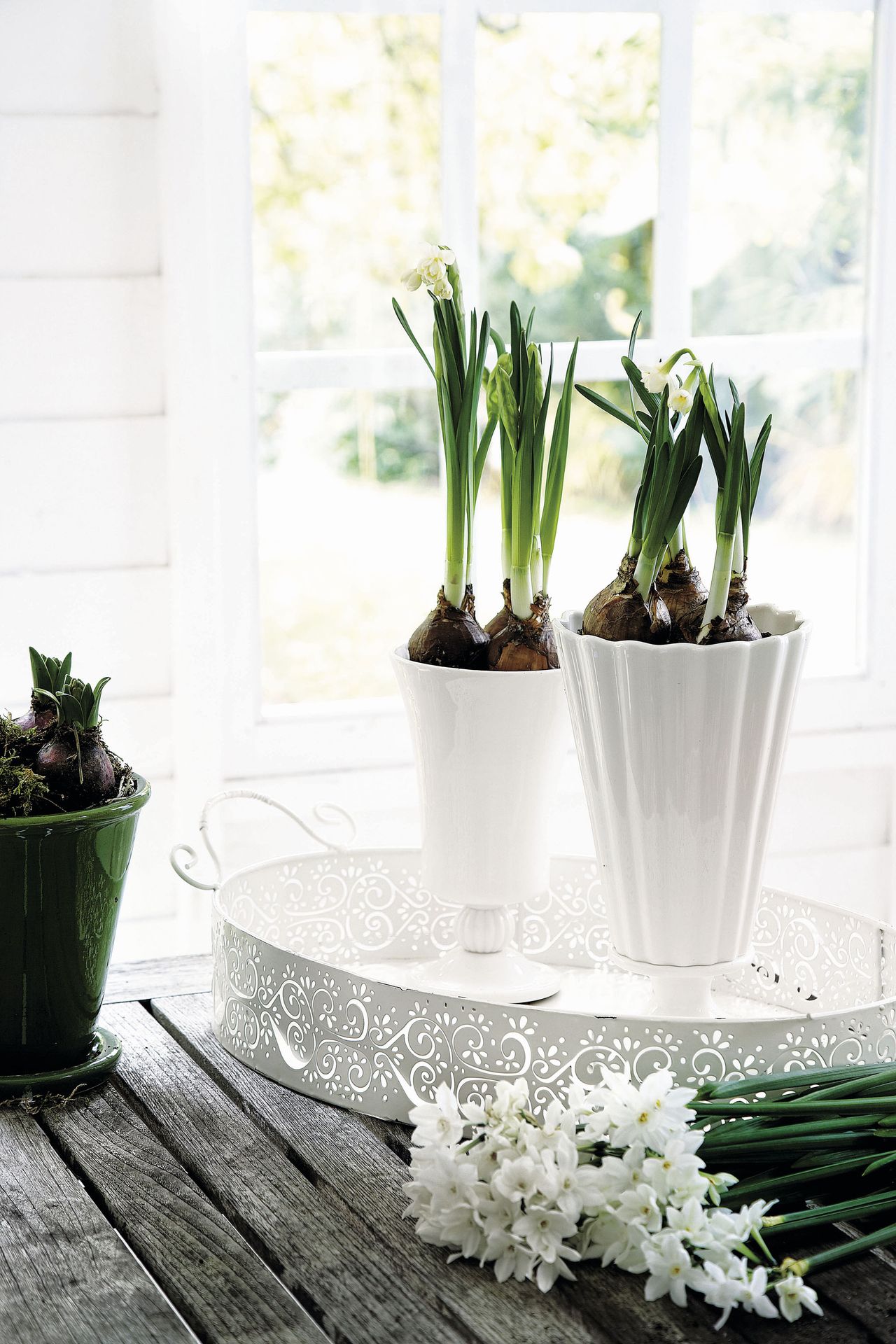 How to force bulbs indoors: use this clever technique to brighten up ...