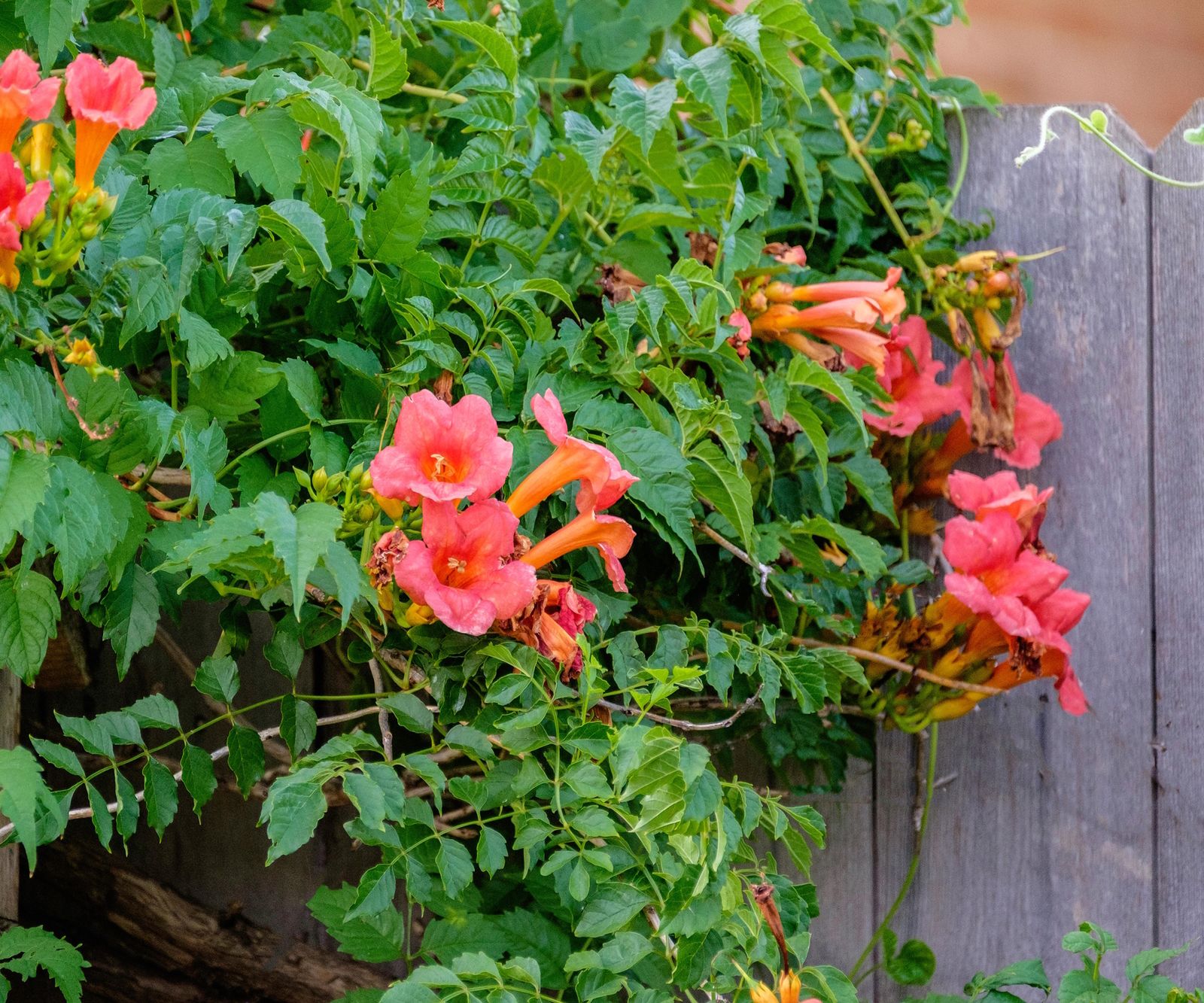 How to grow trumpet vine: expert climbing plant advice | Homes and Gardens