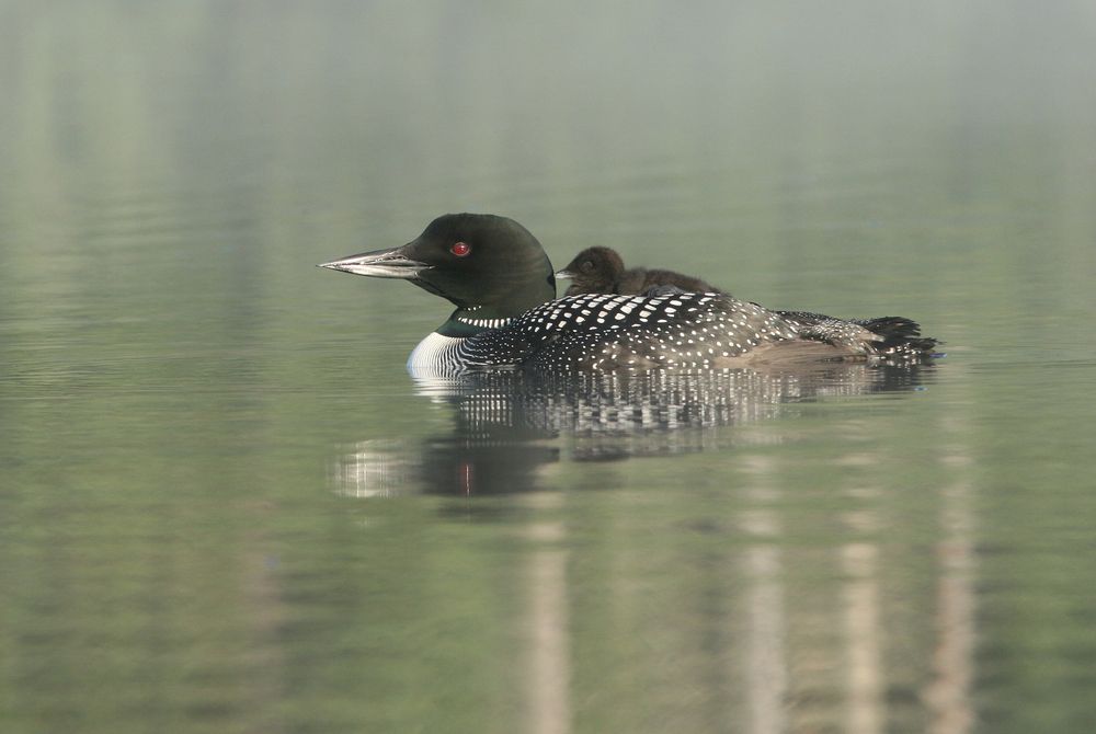 Facts About the Common Loon | Live Science