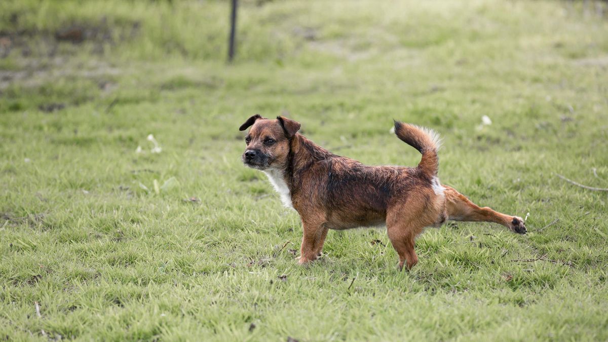 Weird things that dogs do that are actually completely normal | PetsRadar