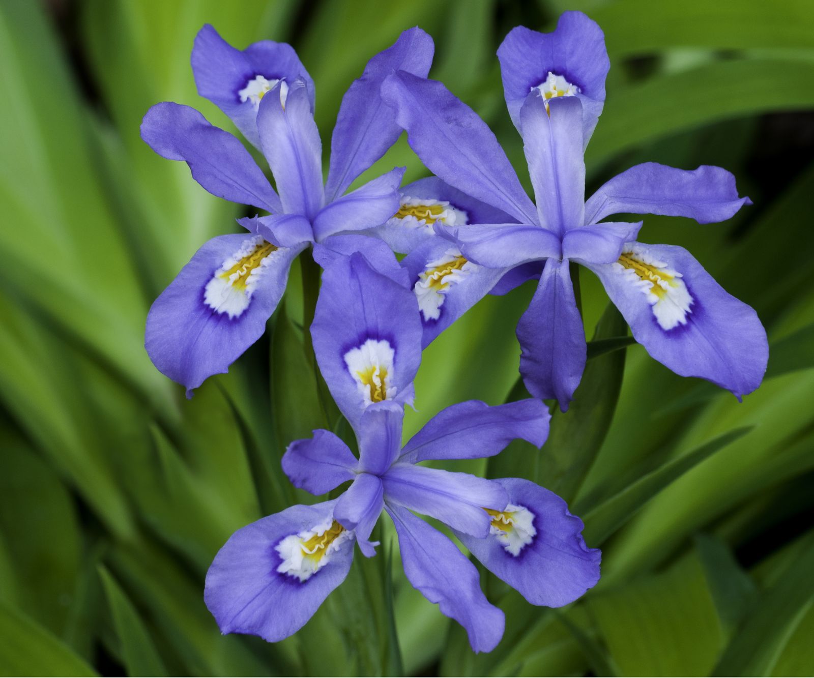 Best non-bearded iris varieties: 5 elegant choices | Homes and Gardens