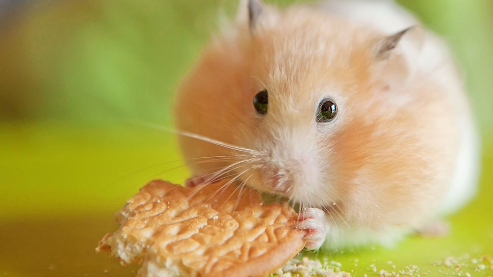 32 surprising things hamsters can eat | PetsRadar