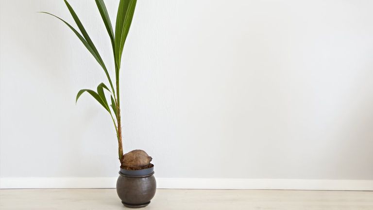 Coconut Palm Indoor Growing Guide: Expert Care Instructions | Gardening ...