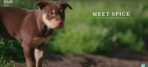 Muster Dogs cast: who's who of the puppies and graziers | What to Watch