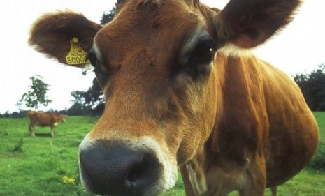 Drunk cows, better beef? | The Week