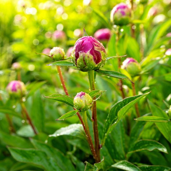 Tips & Information about Peonies | Gardening Know How