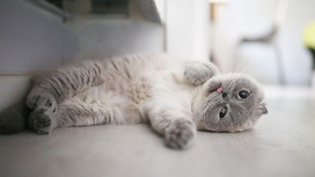 16 friendliest cat breeds that make perfect pets | PetsRadar
