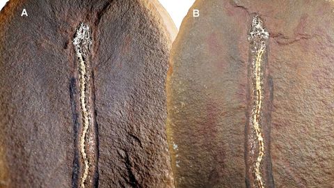 Weird ancient snakelike fossil caught in the act of losing its legs ...