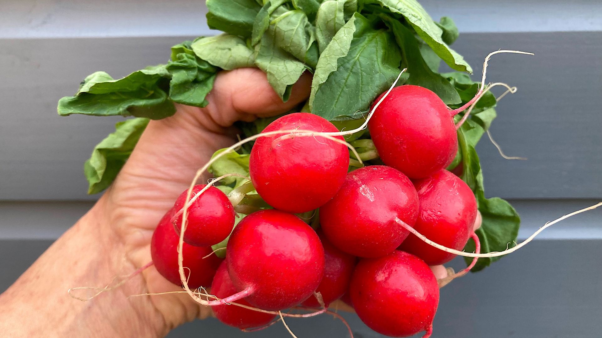 When to plant radishes: to get a tasty crop year round | Homes and Gardens