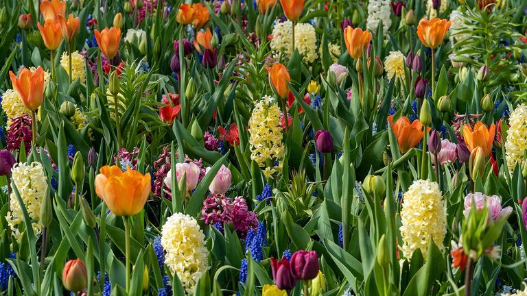 When to plant spring bulbs: for beautiful flowers | Homes and Gardens