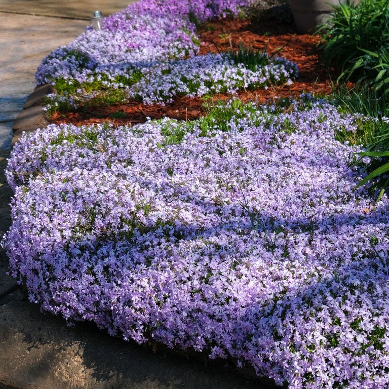 How to grow a chamomile lawn for a pretty grass alternative | Ideal Home