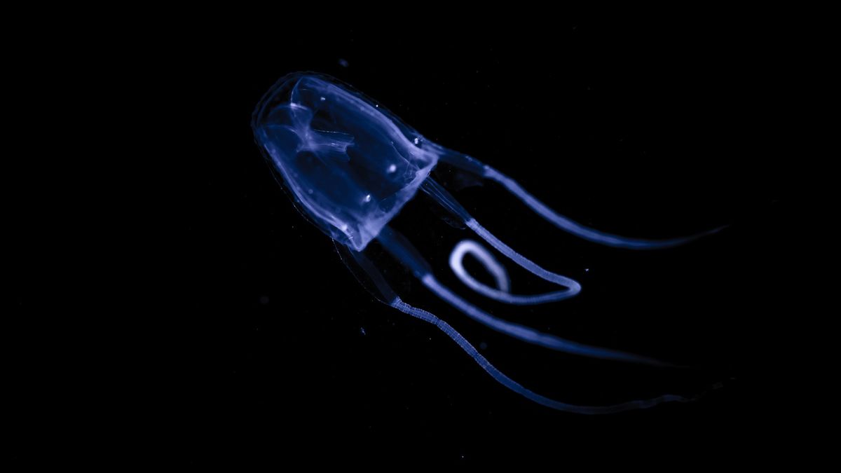 32 of the most venomous animals in the world | Live Science