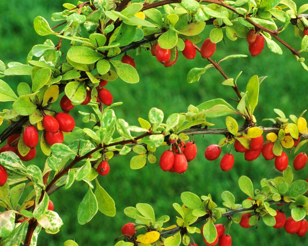 Barberry care and growing guide: how to look after berberis | Gardeningetc