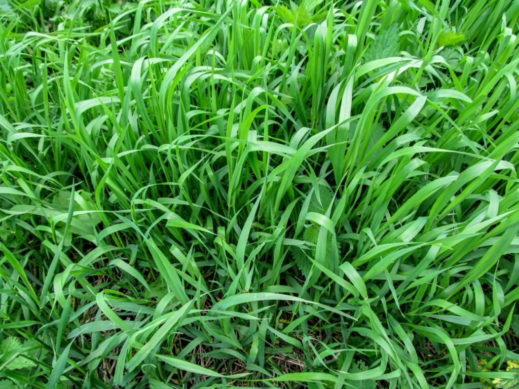 Eliminating Quackgrass: How To Get Rid Of Quackgrass | Gardening Know How