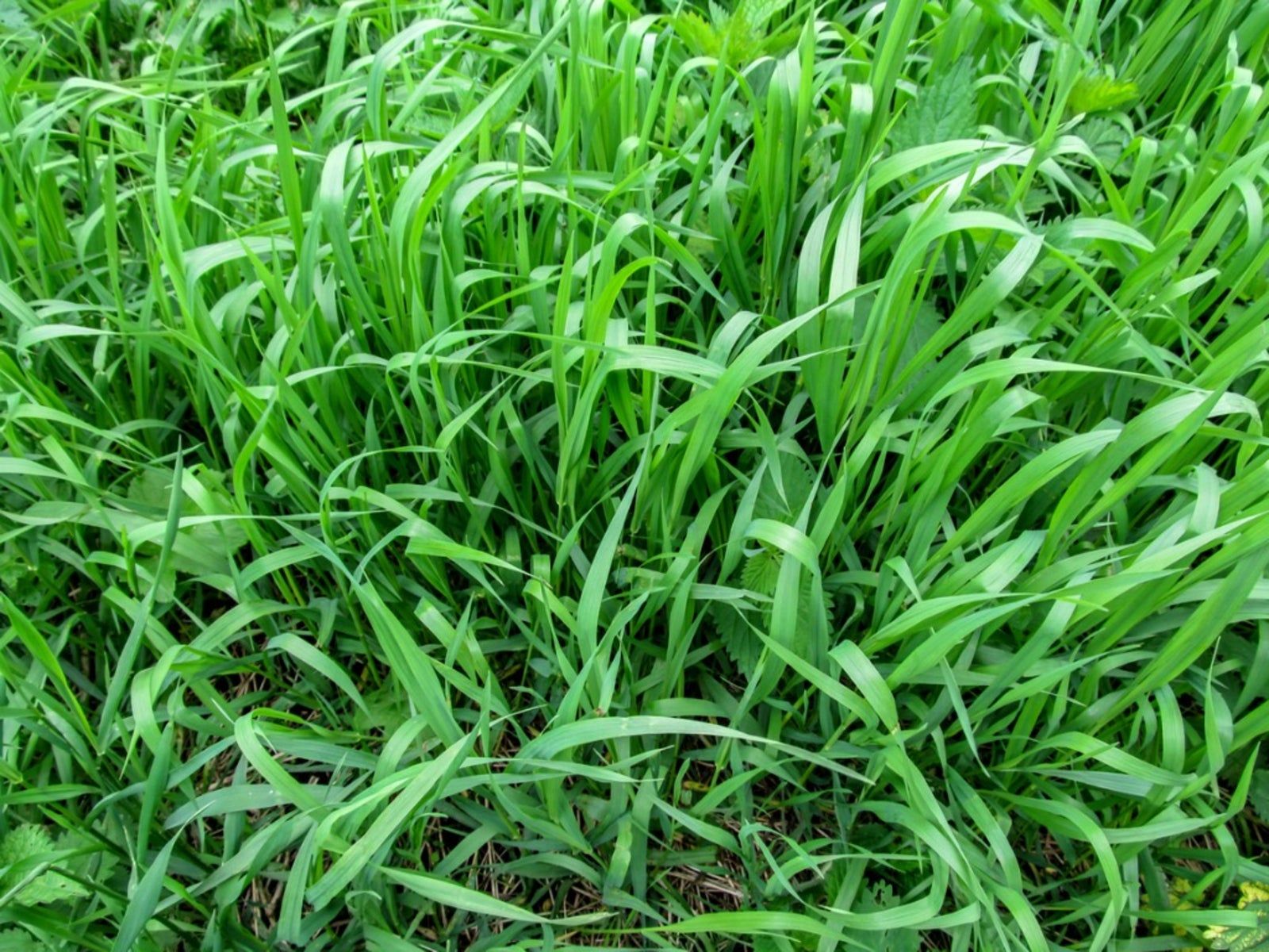Eliminating Quackgrass: How To Get Rid Of Quackgrass | Gardening Know How
