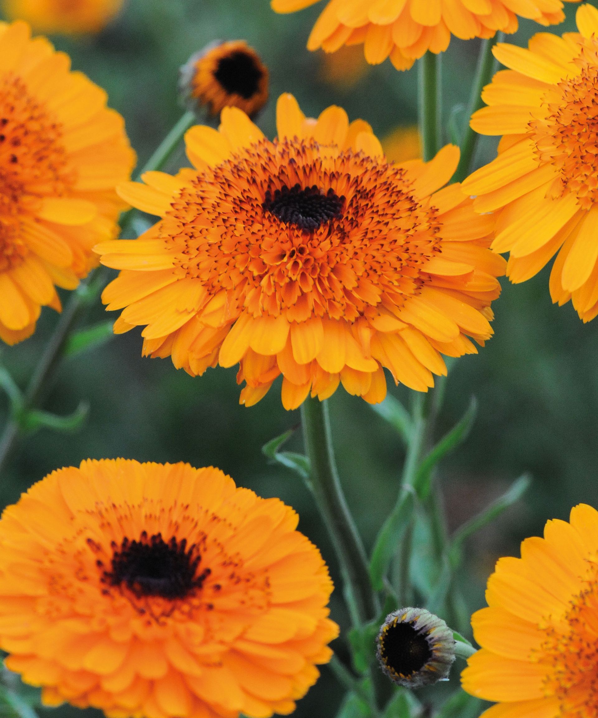 Calendula varieties: 16 pot marigolds for your garden | Homes and Gardens