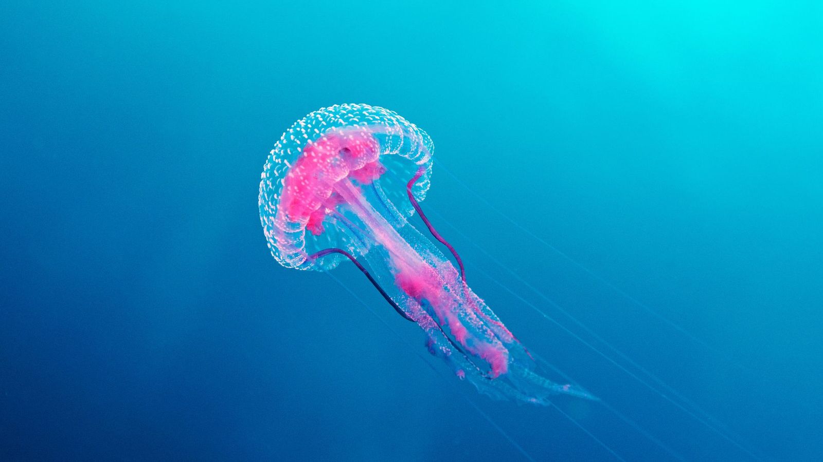 The world's most unique and colourful sea creatures - in pictures ...