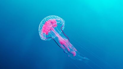 The world's most unique and colourful sea creatures - in pictures ...