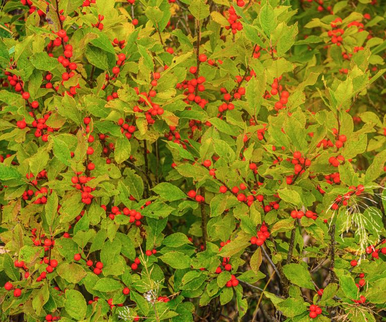 How to grow winterberry: experts share their top tips | Homes and Gardens