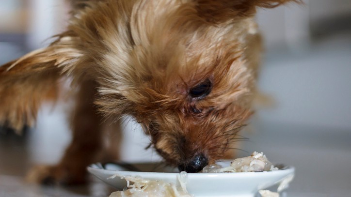 Is dry dog food best? | PetsRadar