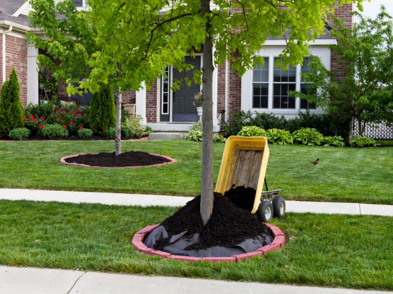 Are You Killing Trees With These 7 Common Tree Care Mistakes ...