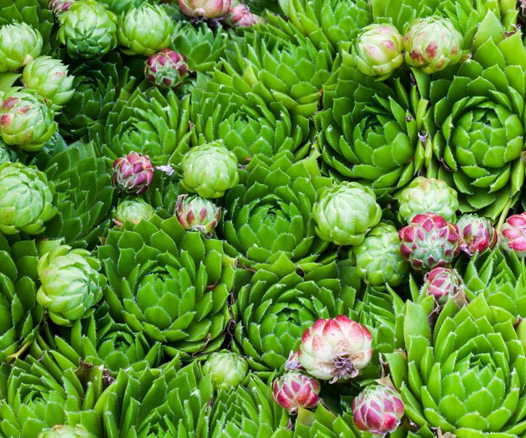 How to create a rock garden in a container | Homes and Gardens