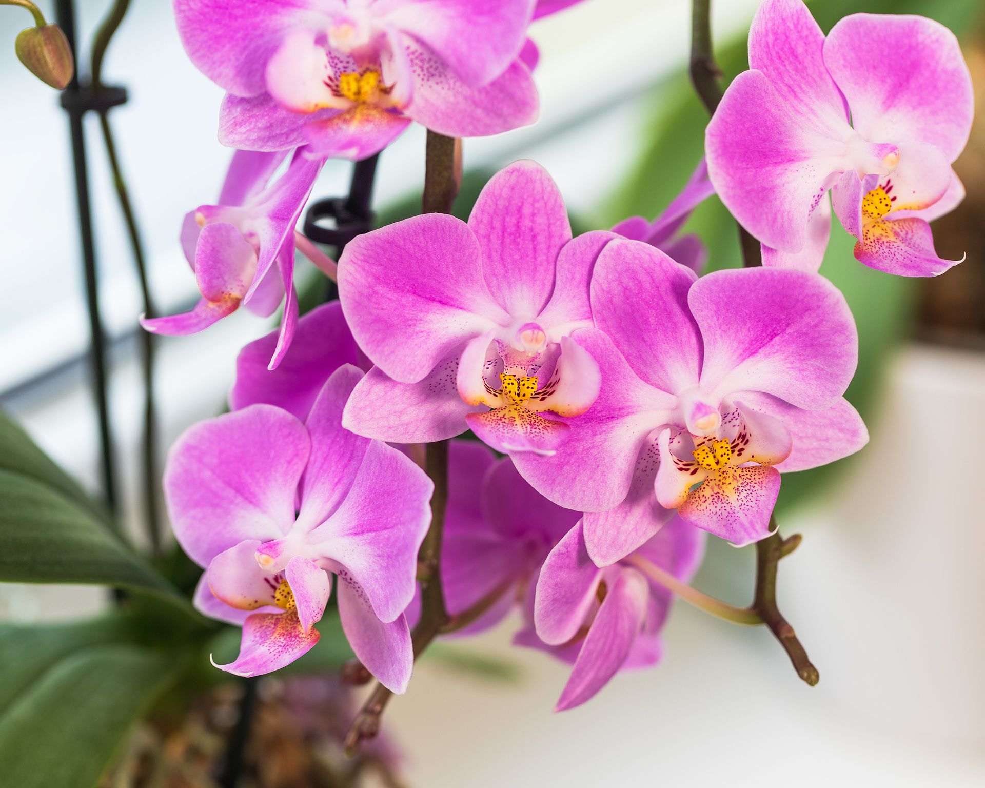 26 Different Types Of Orchids – With Pictures & Information | Gardening ...