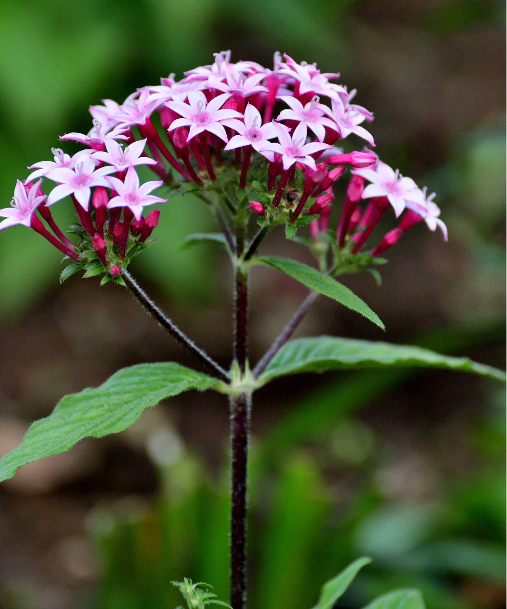 How to deadhead pentas plants and when to do it | Homes and Gardens
