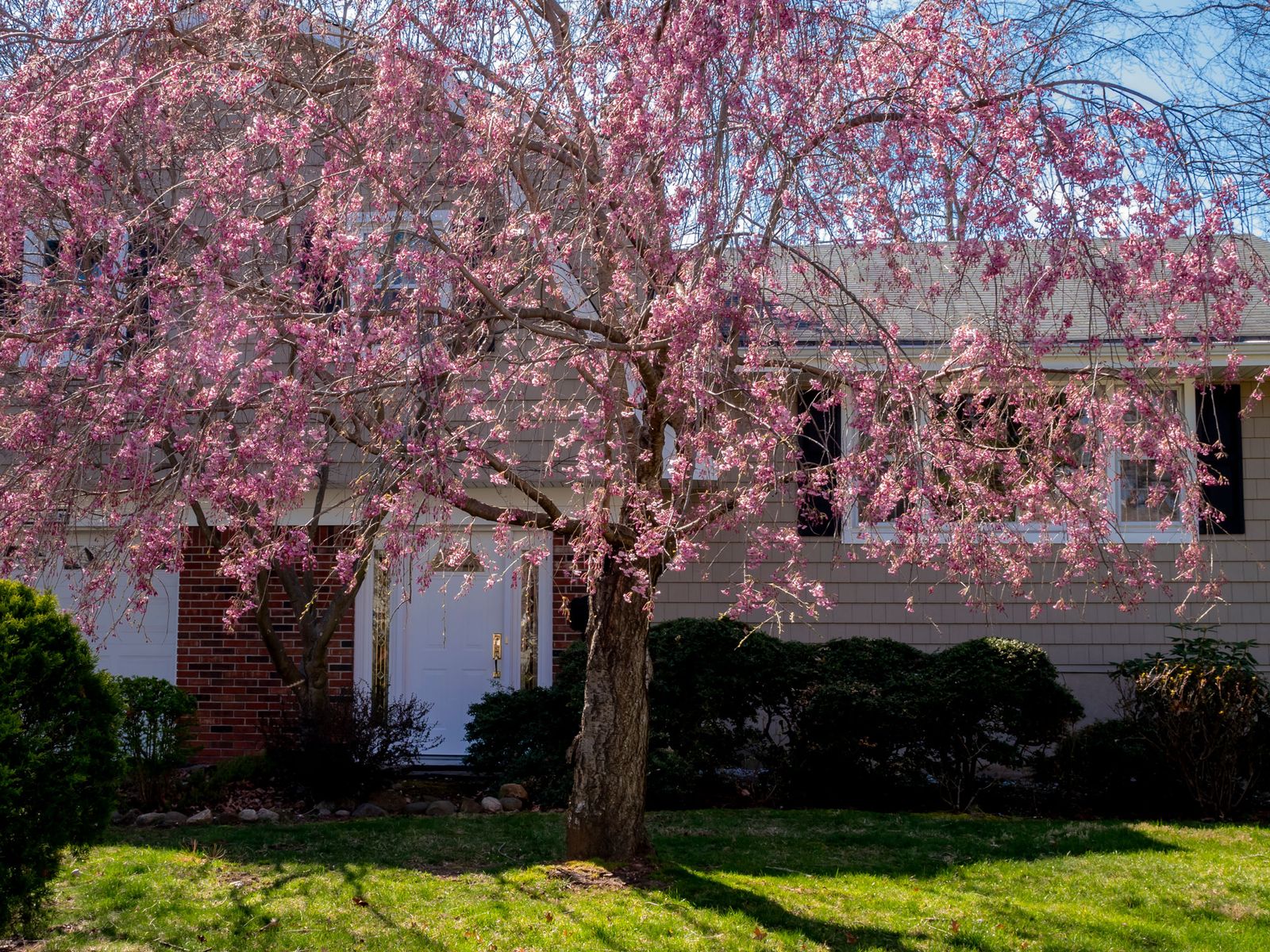 Best trees to plant close to a house: 10 inspiring ideas | Homes and ...
