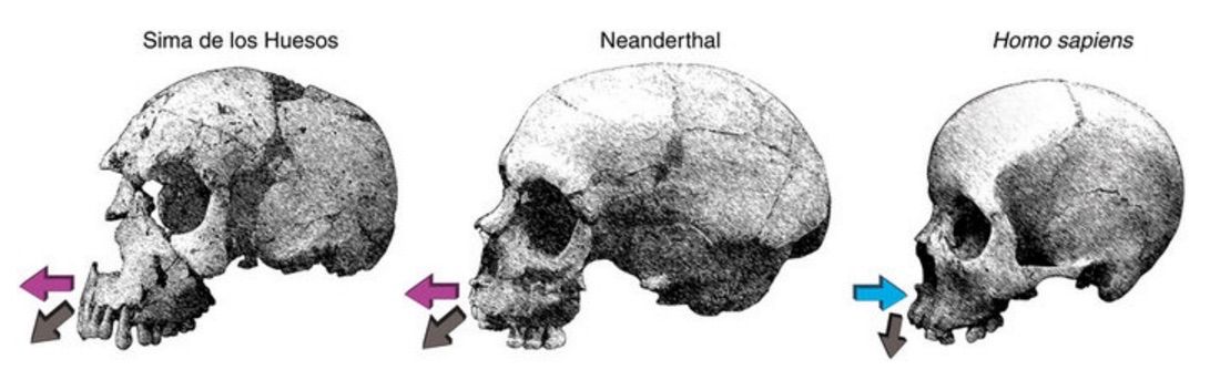 Why Humans Have Slender Faces and Neanderthals Don't | Live Science