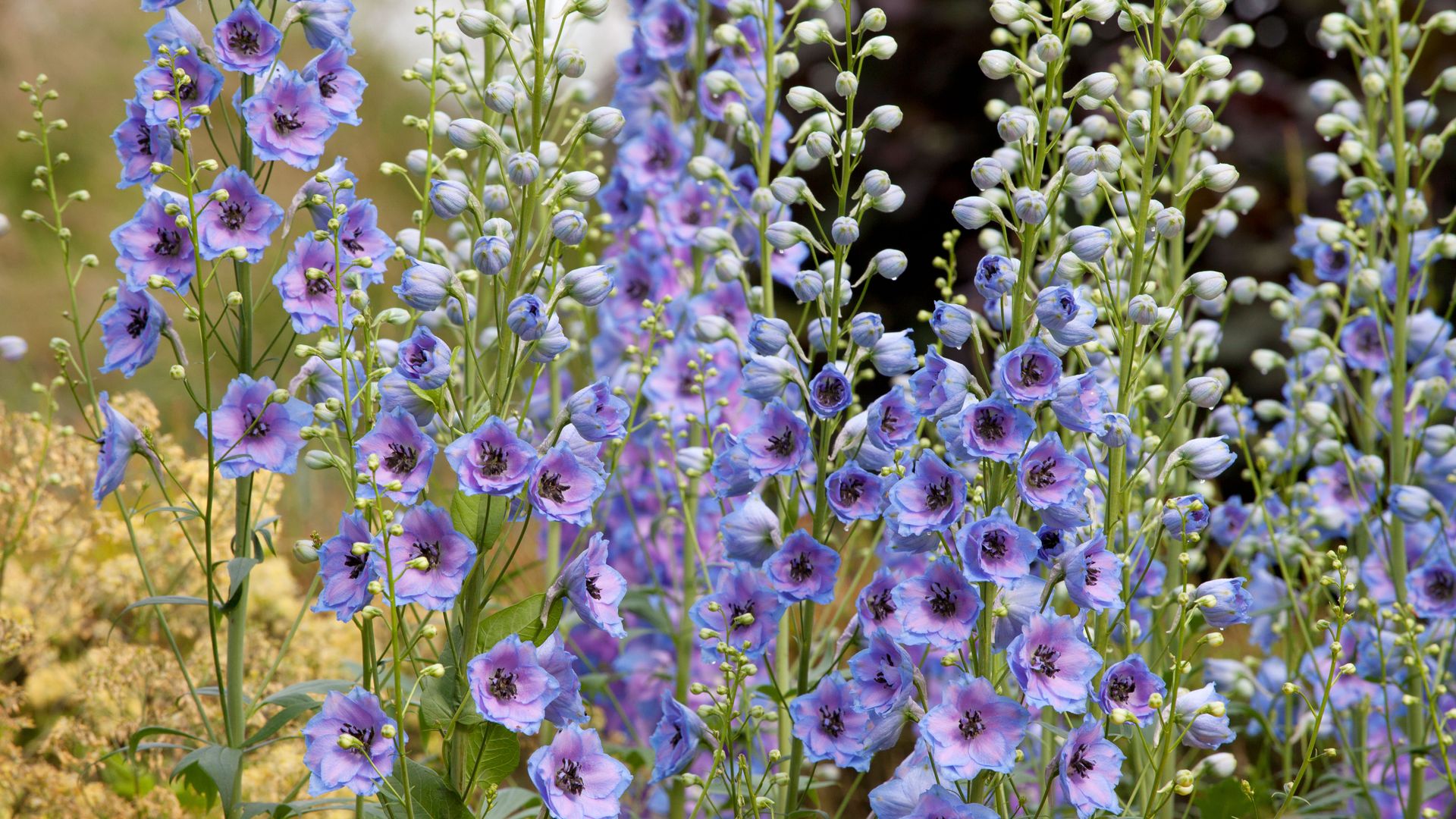 How to grow delphiniums from seed | Homes and Gardens