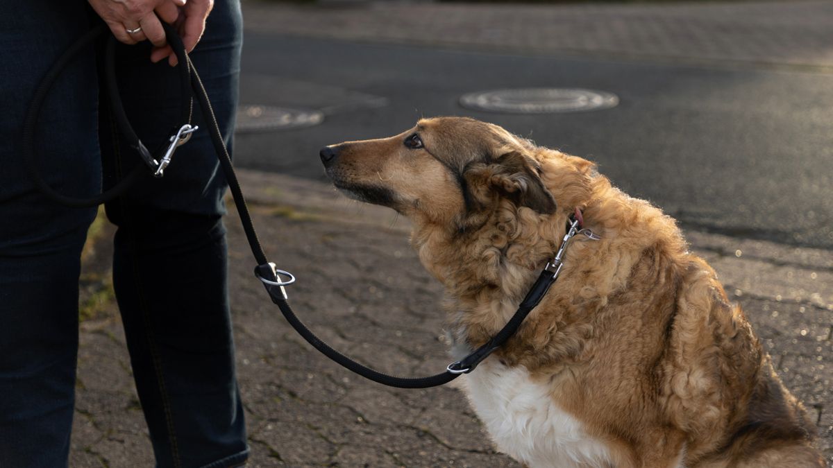 How to greet a dog (the right way), according to a vet | PetsRadar