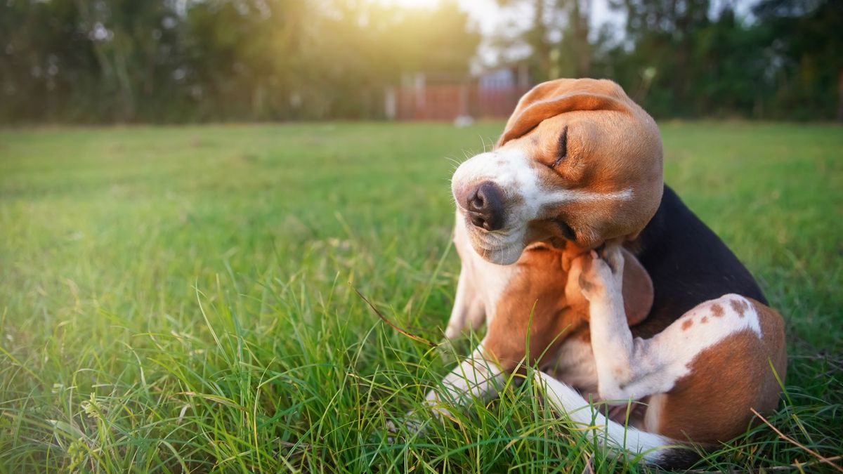Skin allergies in dogs: Vet's guide to signs and treatment | PetsRadar