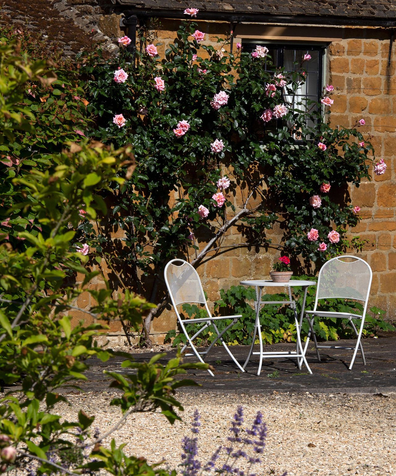Landscaping with roses: 9 expert ways to use them | Gardeningetc
