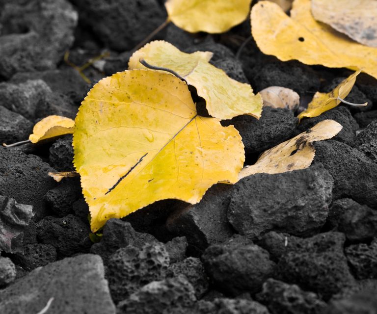 Overwatering outdoor plants: how to spot signs of a problem | Homes and ...