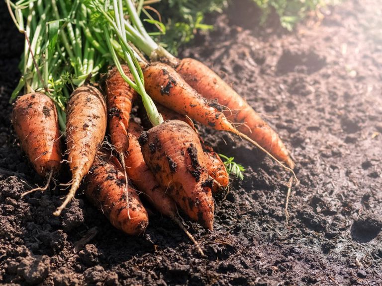 Growing Carrots In Hot Climates: Learn About Heat Tolerant Carrot ...