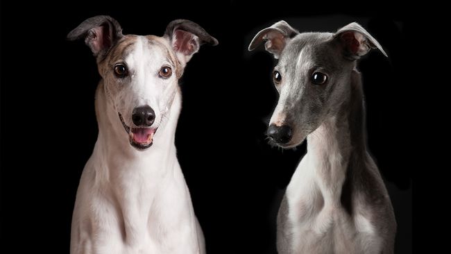 Greyhound vs whippet: Breed comparison | PetsRadar