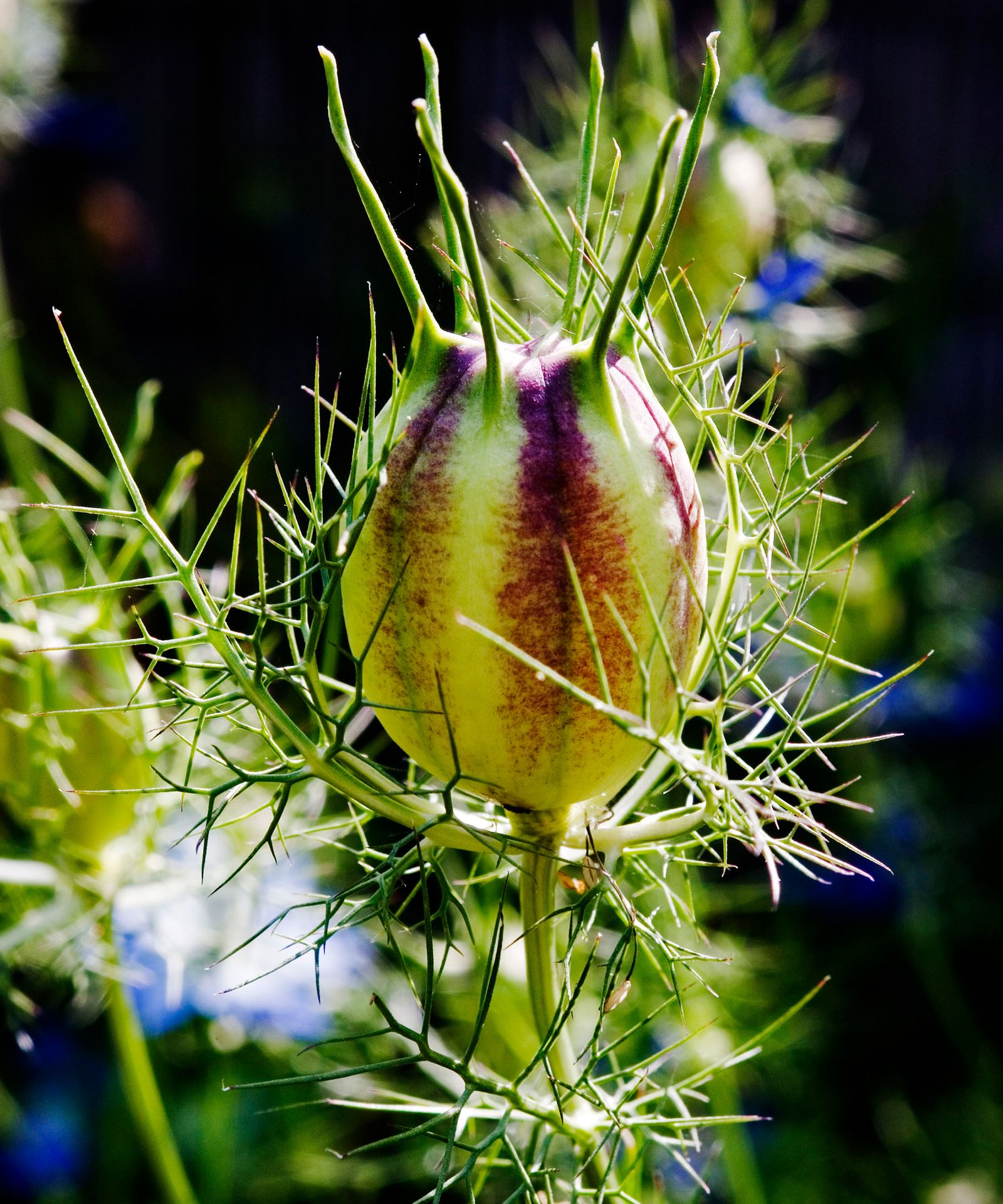 How to identify wildflowers – recognise British flora from their petals ...