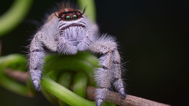 Jumping spiders: Facts about the cutest arachnids on the planet | Live ...
