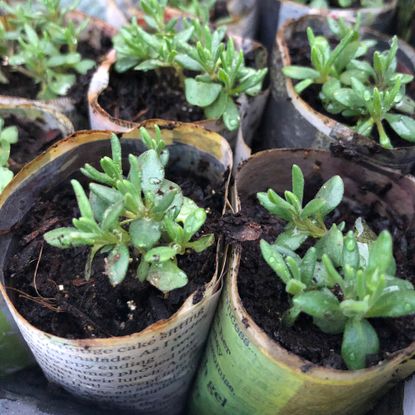 How to make seed pots out of newspaper | Ideal Home