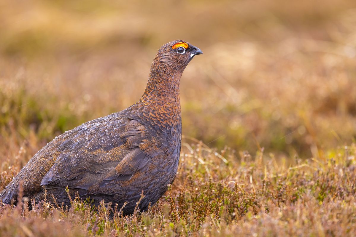 10 pro photo tips for amazing bird portraits with Canon cameras ...