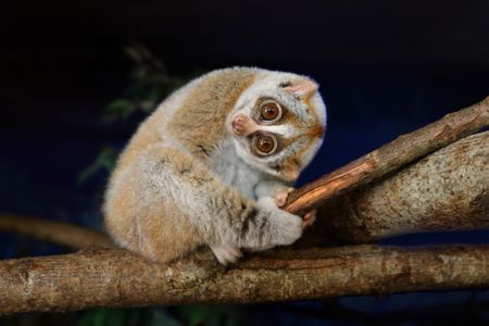 Amazing photos of nocturnal animals | Live Science