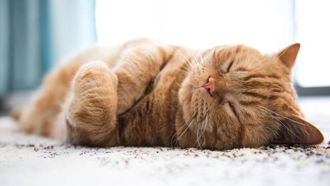 Cat snoring: Why do cats snore and is it normal? | PetsRadar