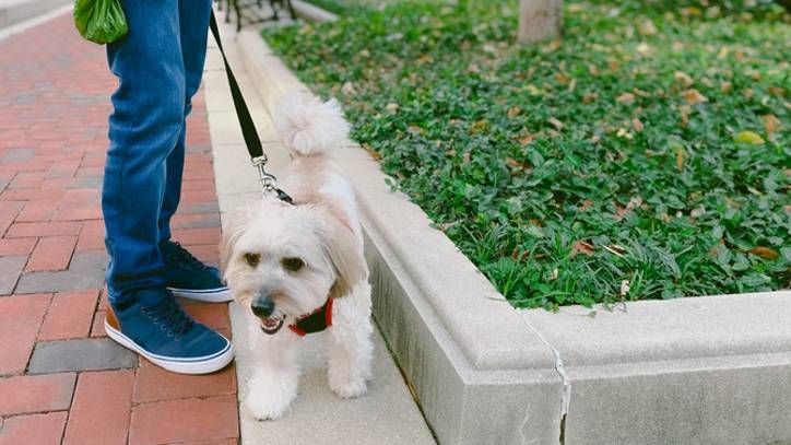 Why does my dog walk and poop? A vet's guide | PetsRadar