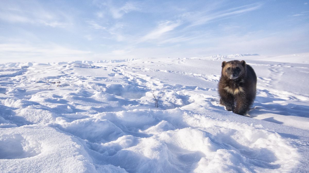 Conservationists want to bring wily wolverines back to the Rockies ...