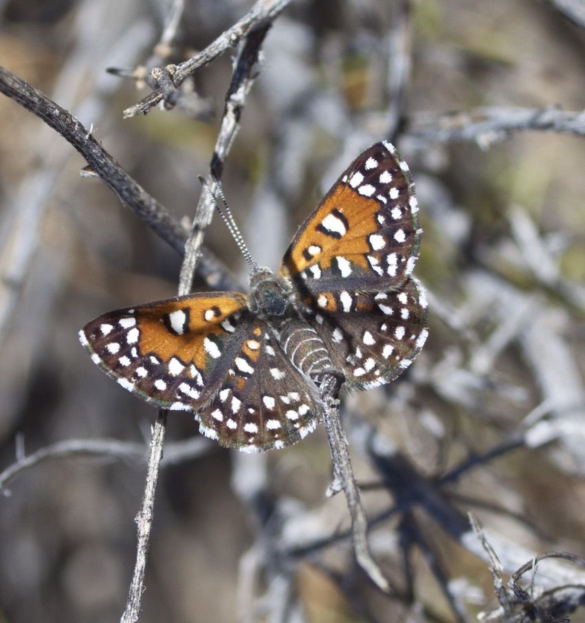 Photos: Amazing Insects of the North American Deserts | Live Science