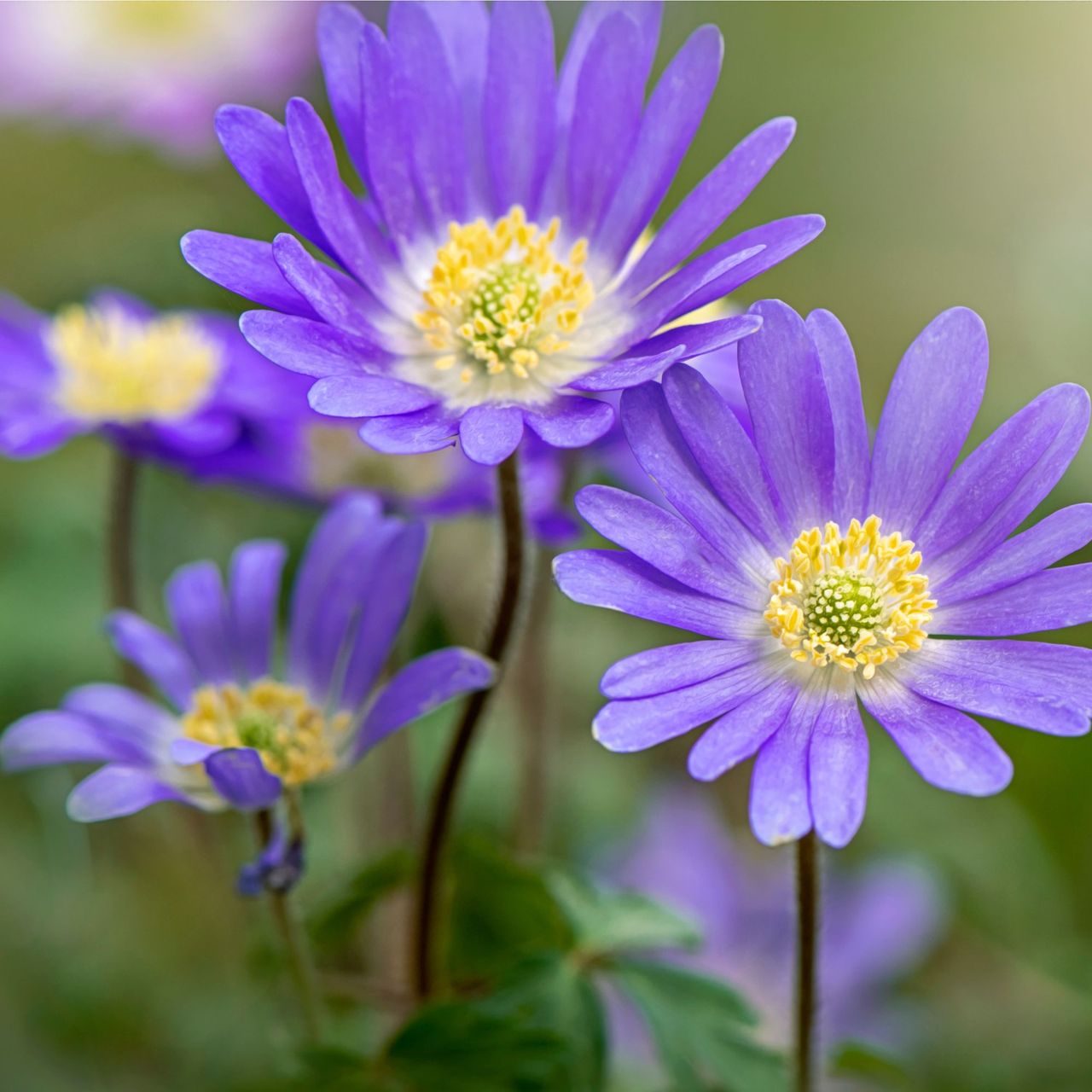 When to plant anemone bulbs for beautiful blooms | Ideal Home