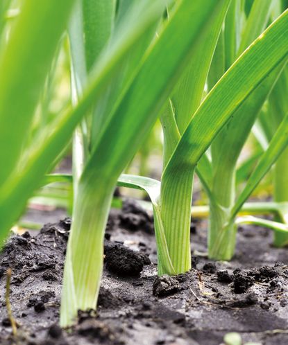 9 Cut And Come Again Crops For Small Spaces | Gardening Know How